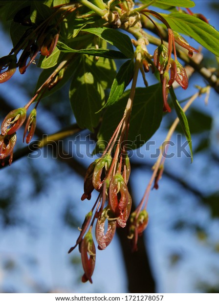 Acer Negundo Box Elder Tree Seeds Stock Photo 1721278057 | Shutterstock