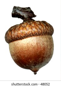 Acorn Stem Stock Photo 48052 | Shutterstock