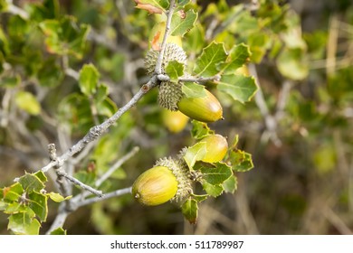 53,403 Oak tree acorn Images, Stock Photos & Vectors | Shutterstock