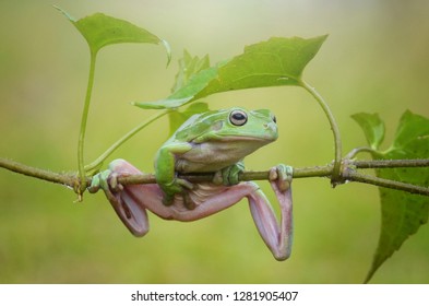 101 imagens de Acrobat frog Imagens, fotos stock e vetores | Shutterstock