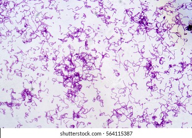 Procaryotic Images, Stock Photos & Vectors | Shutterstock