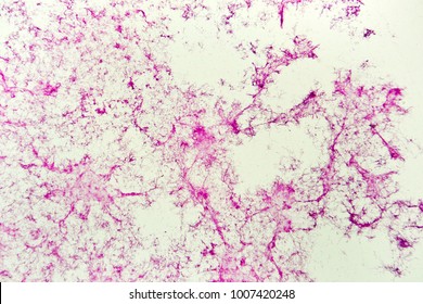 101 Actinomycetes Images, Stock Photos & Vectors | Shutterstock