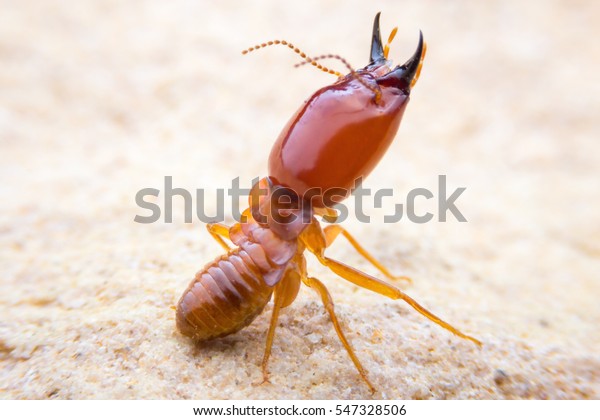 Action Termite Stock Photo 547328506 | Shutterstock
