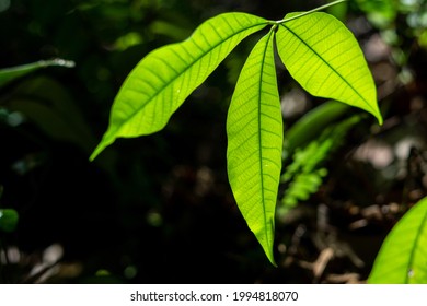 Acute Leaf Biternate Structure Stock Photo (Edit Now) 1994818070