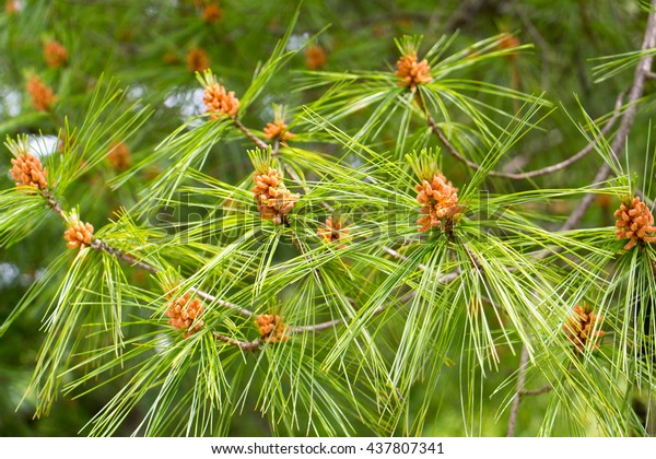 Adam Pine Tree Stock Photo 437807341 | Shutterstock