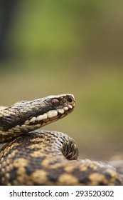 Young Adder Coiled On Rusty Sheet Stock Photo 290905670 | Shutterstock