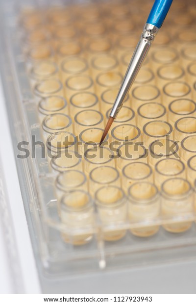 Adding Sample Assay Tray Full Nutrient Stock Photo 1127923943 ...