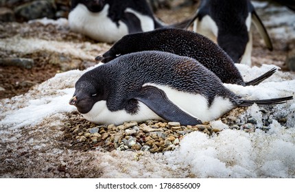 337 Adele Penguin Images, Stock Photos & Vectors | Shutterstock