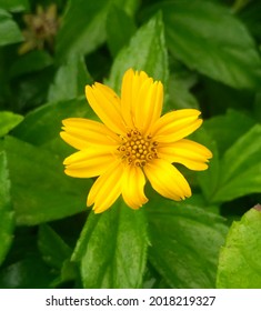 14 Adelia Flower Images, Stock Photos & Vectors | Shutterstock