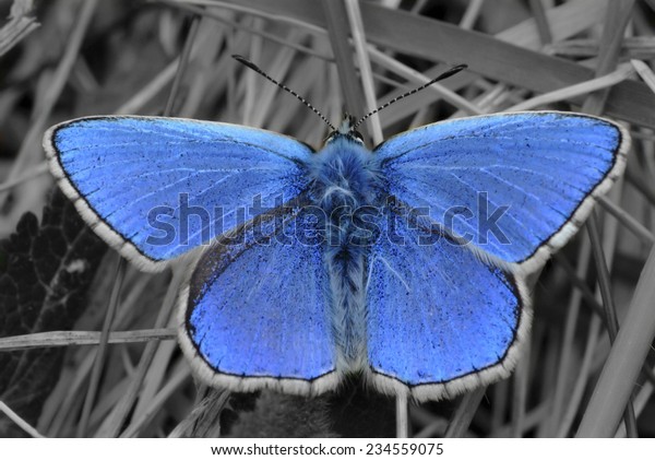 Adonis Blue Rest Stock Photo (Edit Now) 234559075