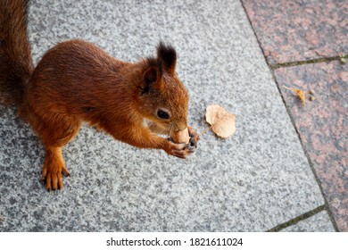 1,038 Footpath tails Images, Stock Photos & Vectors | Shutterstock