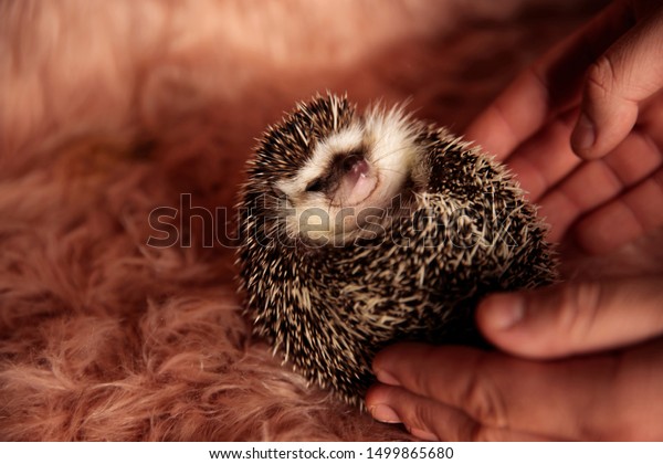 Adorable Tiny Hedgehog Laying Down On Stock Photo 1499865680 | Shutterstock
