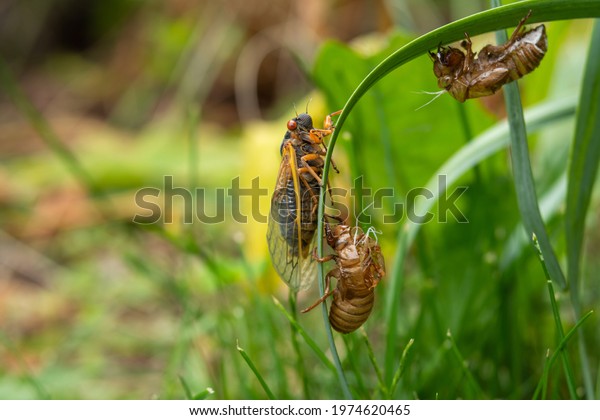 Adult 17year Cicada Magicicada Sp Resting Stock Photo 1974620465 ... Adult 17year Cicada Magicicada Sp Resting Stock Photo 1974620465 ...