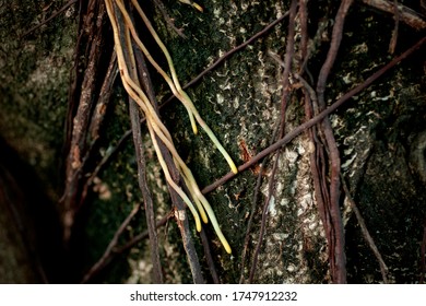 Adventitious Root Banyan Tree Stock Photo 1747912232 | Shutterstock