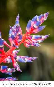 198 Blue rain bromeliad Images, Stock Photos & Vectors | Shutterstock
