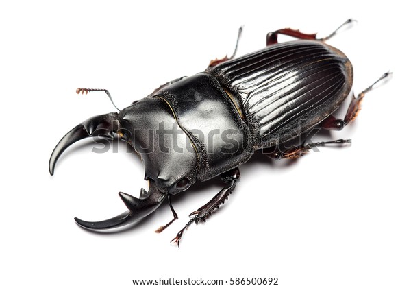 Aegus Parallelus Lucanidae Stock Photo 586500692 | Shutterstock