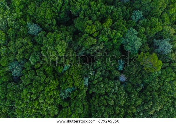 Aerial Trees Stock Photo 699245350 | Shutterstock