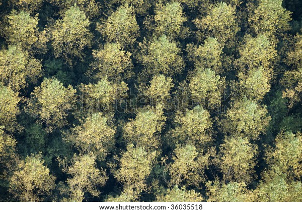 Aerial View Lines Trees Stock Photo 36035518 | Shutterstock
