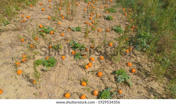 Aerial View Pumpkin Fields Ready Picking Stock Photo 1929534356 ...