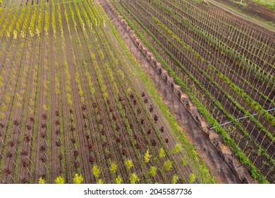Aerial View Rows Trees Tree Nursery Stock Photo 2045587736 | Shutterstock