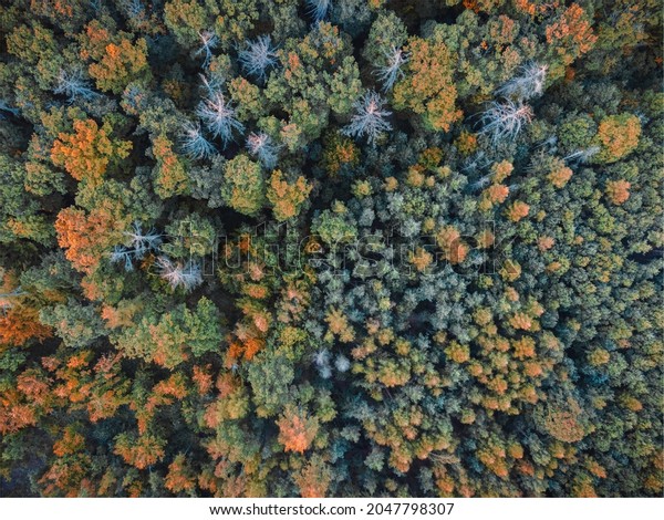 Aerial View Vertically Down Forest Trees Stock Photo 2047798307 ...