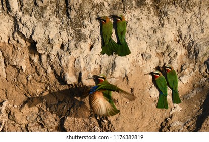 African Bee Eater Stock Photo 1176382819 | Shutterstock