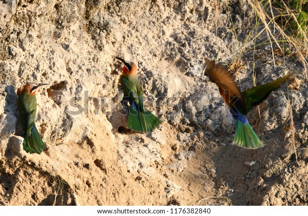 African Bee Eater Stock Photo 1176382840 | Shutterstock