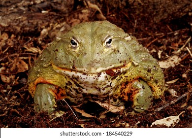 African Bullfrog Pixie Frog Stock Photo 184540229 | Shutterstock
