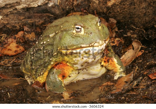 African Bullfrog Pixie Frog Pyxicephalus Adsperus Stock Photo (Edit Now ...