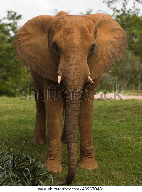 African Elephant Looking Camera Selective Focus Stock Photo 489570481 ...