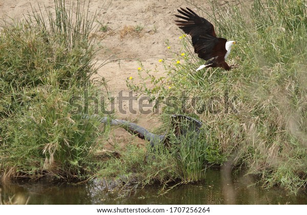 African Fish Eagle Attacking Goliath Heron Stock Photo 1707256264 ...