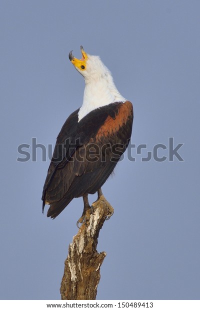 African Fish Eagle Calling Stock Photo 150489413 | Shutterstock