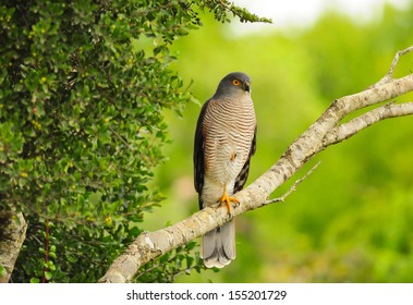 7 Tachiro Images, Stock Photos & Vectors | Shutterstock
