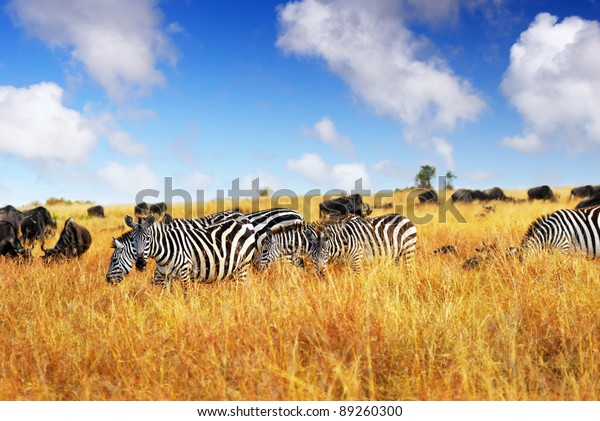 African Landscape Zebras Herd Antelopes Wildebeest Stock Photo (Edit ... African Landscape Zebras Herd Antelopes Wildebeest Stock Photo (Edit ...