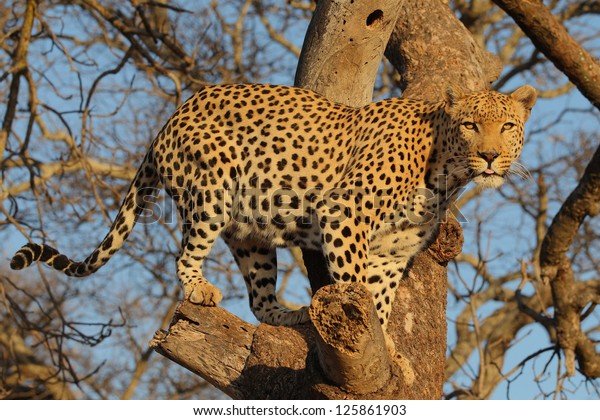 African Leopard Tree Stock Photo 125861903 | Shutterstock