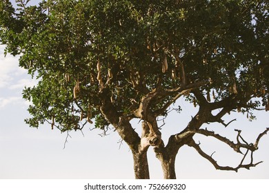 African Native Tree Stock Photo 752669320 | Shutterstock