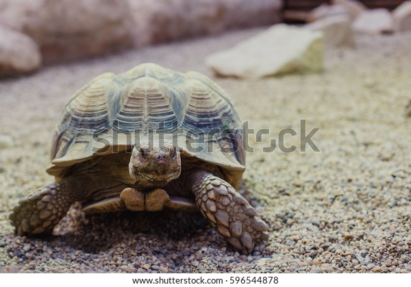 African Turtle Stock Photo 596544878 | Shutterstock
