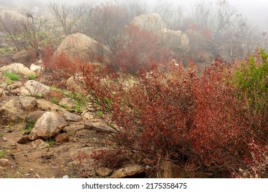 After Bush Fire Aftermath Devastating Wildfire Stock Photo 2175358475 ...