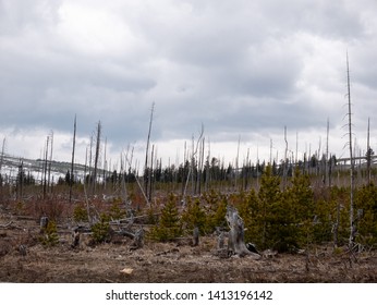 Aftermath Devastating Forest Fire Stock Photo 1413196142 | Shutterstock
