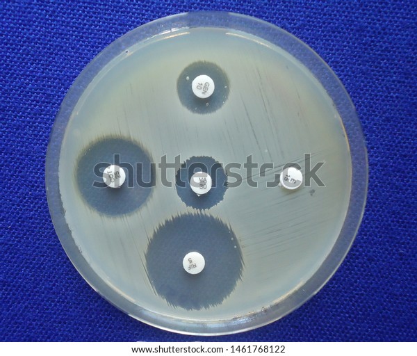 Стоковая фотография 1461768122: Agar Disc Diffusion Test Antibiotic ...