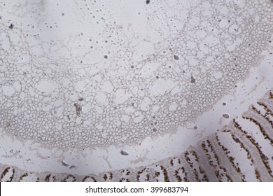 2,875 Food under the microscope Images, Stock Photos & Vectors ...