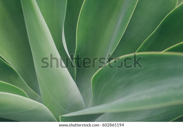 Agave Leaf Texture Background Stock Photo 602865194 | Shutterstock