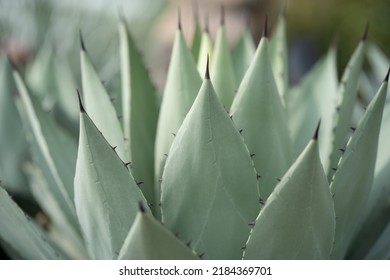Agave Macroacantha Leaf Close Stock Photo 2184369701 | Shutterstock