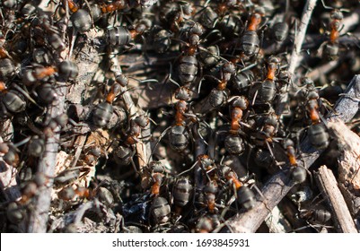 Ant-heap Images, Stock Photos & Vectors | Shutterstock