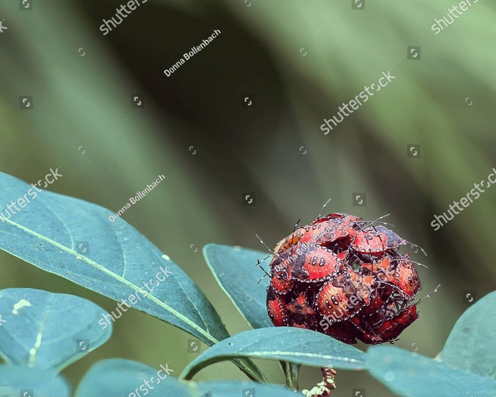 An Aggregation Of Stink Bug Nymphs On A Shrub Quickly Clusters Into A