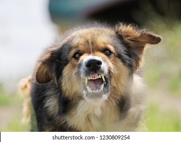 286 Sharp puppy teeth Images, Stock Photos & Vectors | Shutterstock
