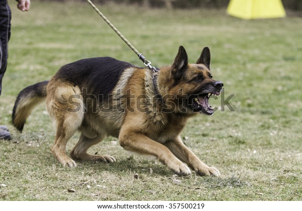 Aggressive German Shepherd Stock Photo (Edit Now) 357500219
