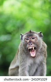 Aggressive Monkey Stock Photo 241091029 | Shutterstock