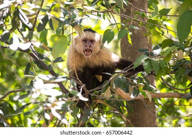 53 Gracile capuchin monkeys Images, Stock Photos & Vectors | Shutterstock
