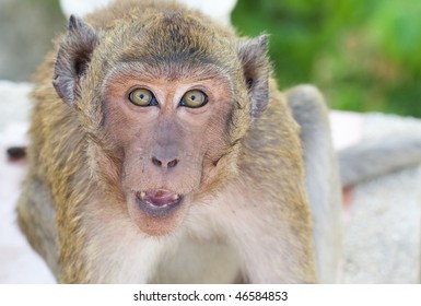 2,255 Monkey Attack Images, Stock Photos & Vectors | Shutterstock